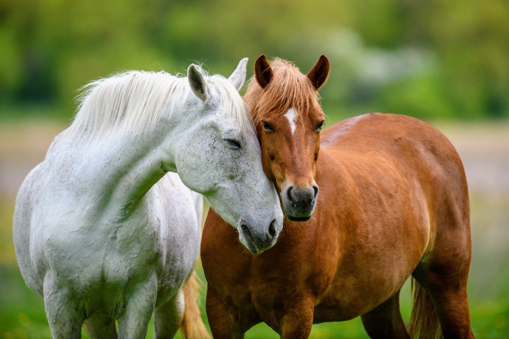 Groundbreaking AI can accurately decode emotions from multiple animal ...