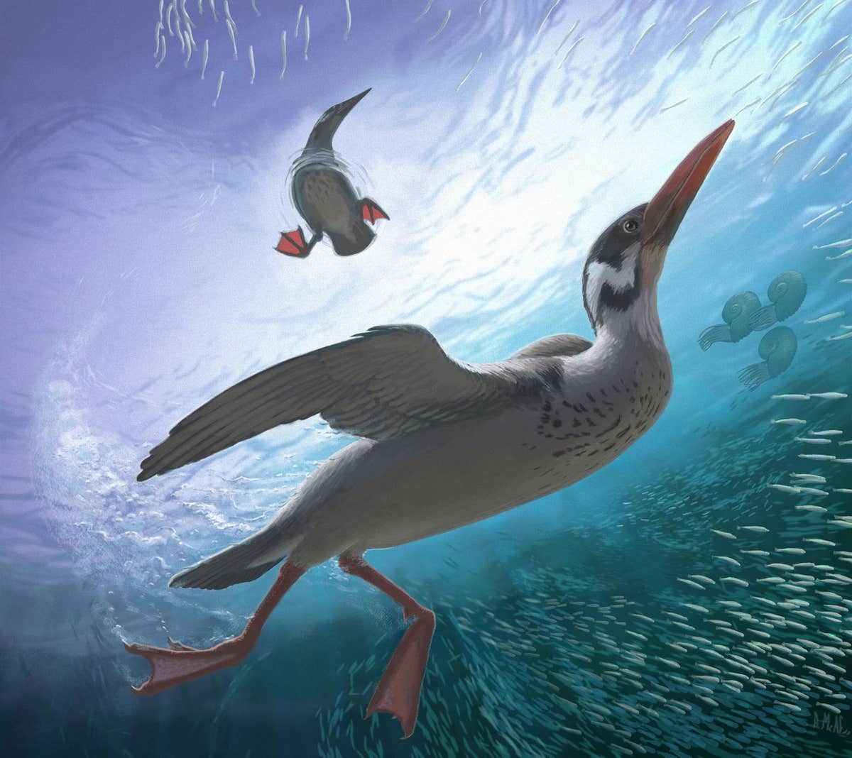 69-million-year-old fossil discovery reveals earliest modern bird - The ...