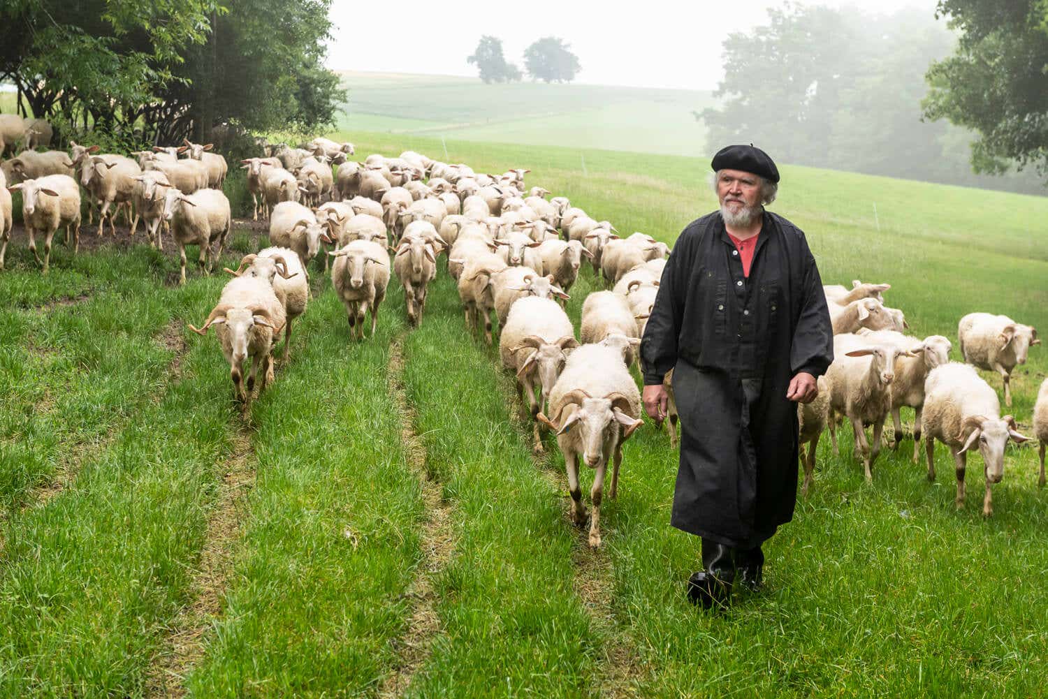 DNA analysis reveals 11,000-year bond between sheep and humans - The ...