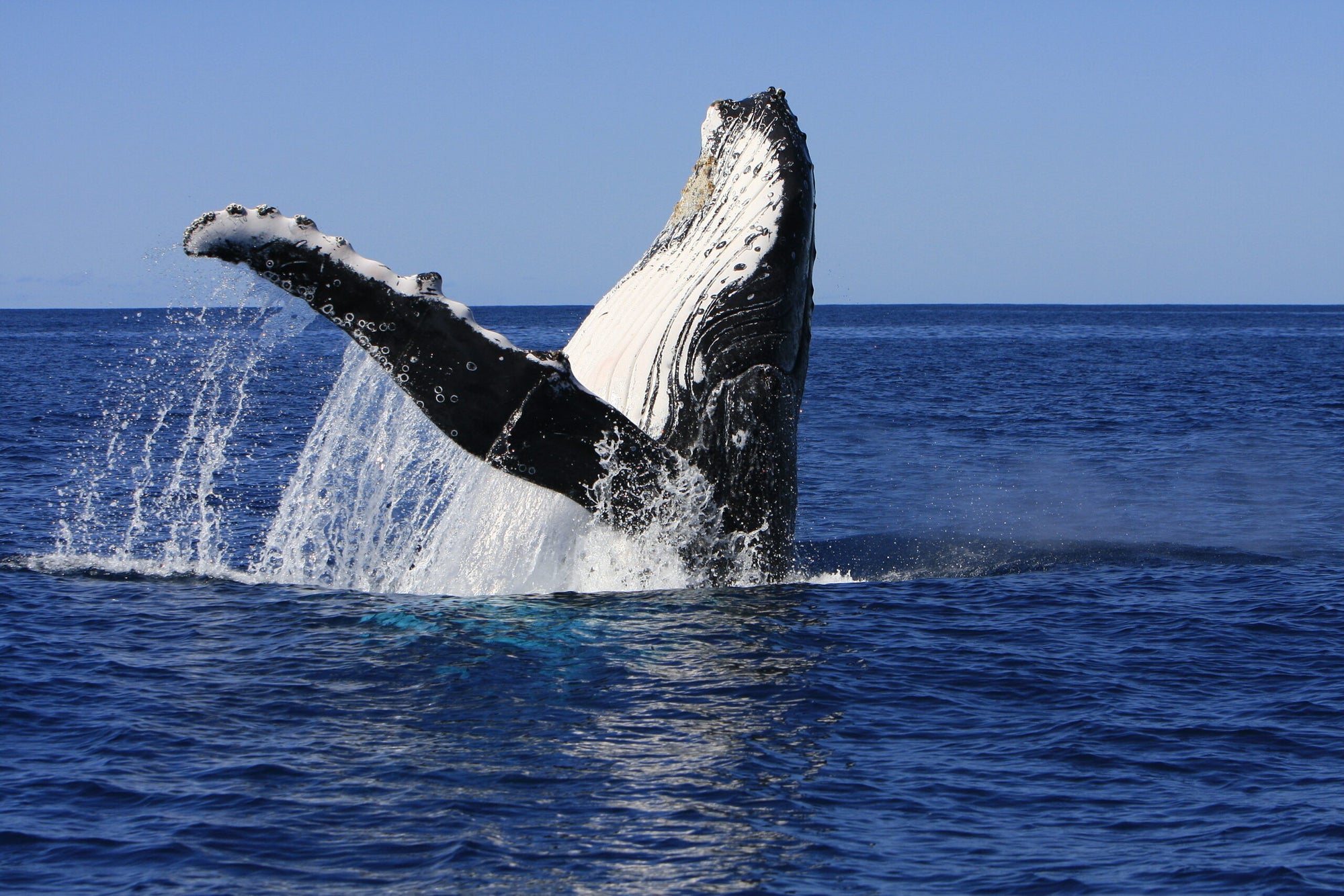 Whale songs are very similar to human language, study finds - The ...
