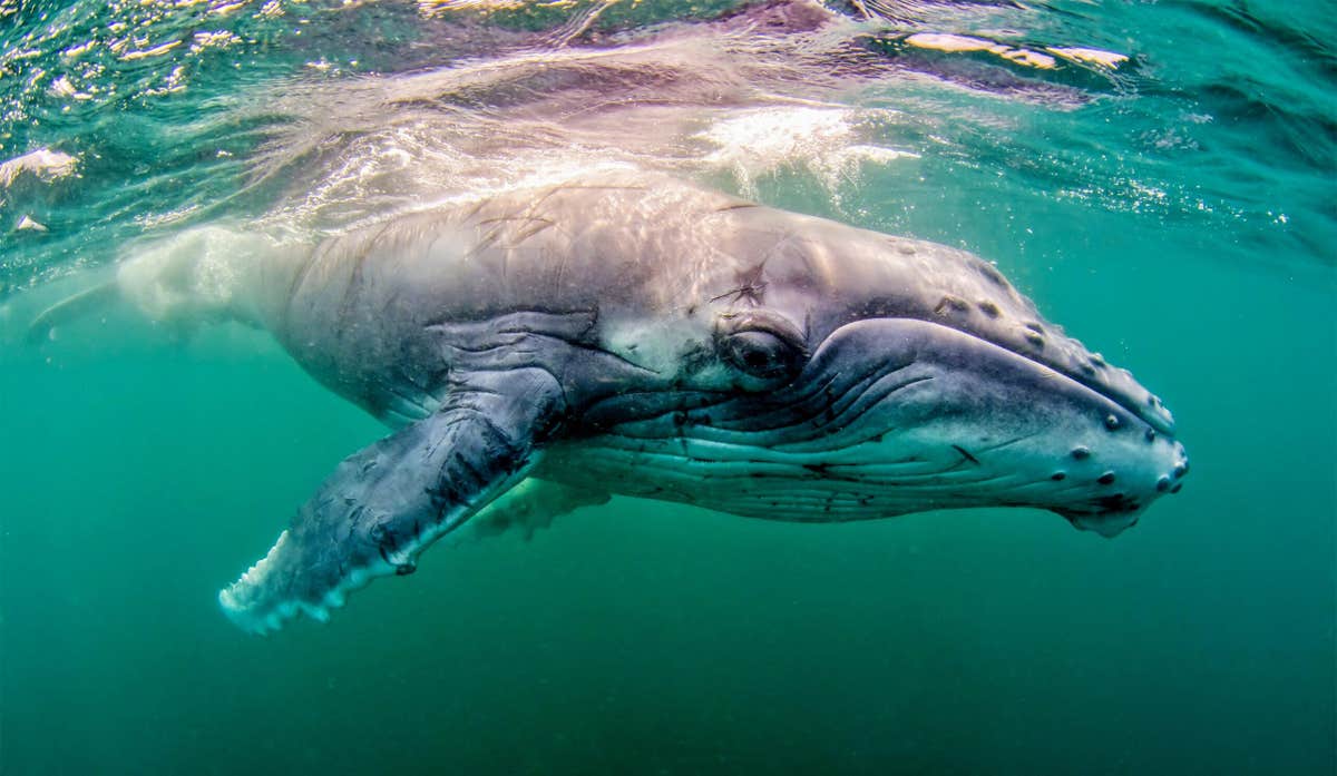 The surprising impact of whale pee on the health of ocean ecosystems ...