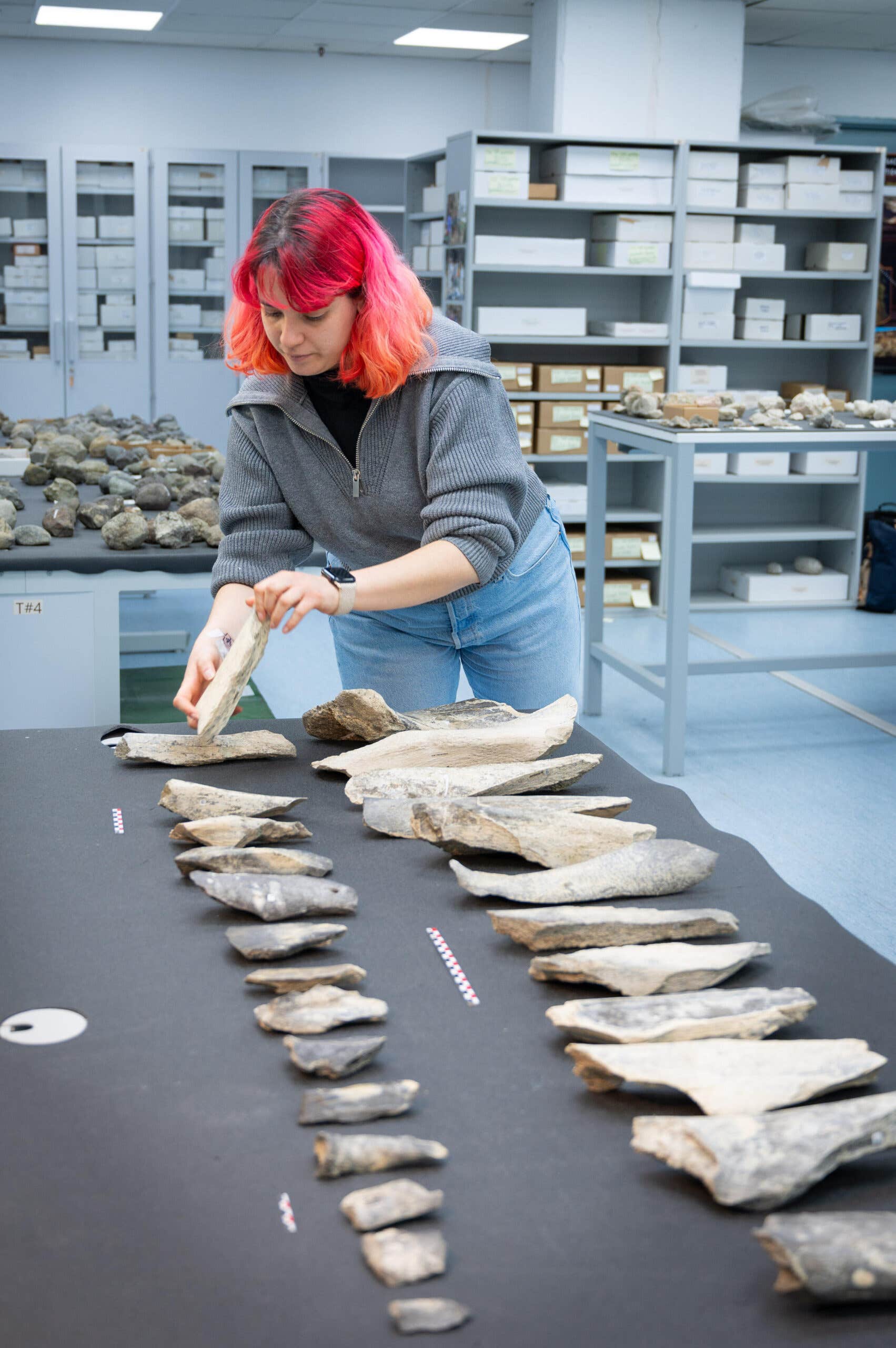 Early humans started to produce standardized bone tools 1.5 million ...