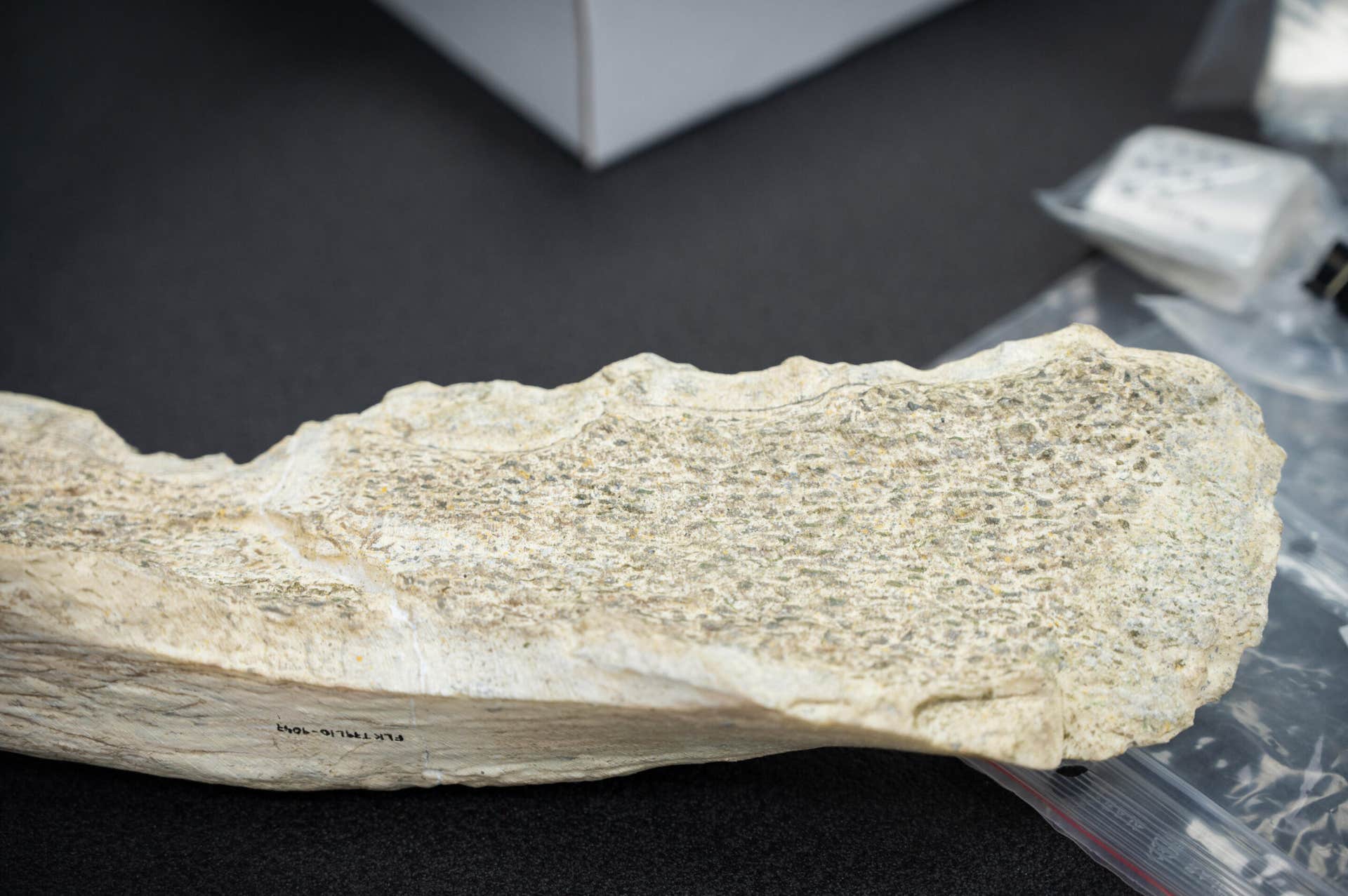 Early humans started to produce standardized bone tools 1.5 million ...