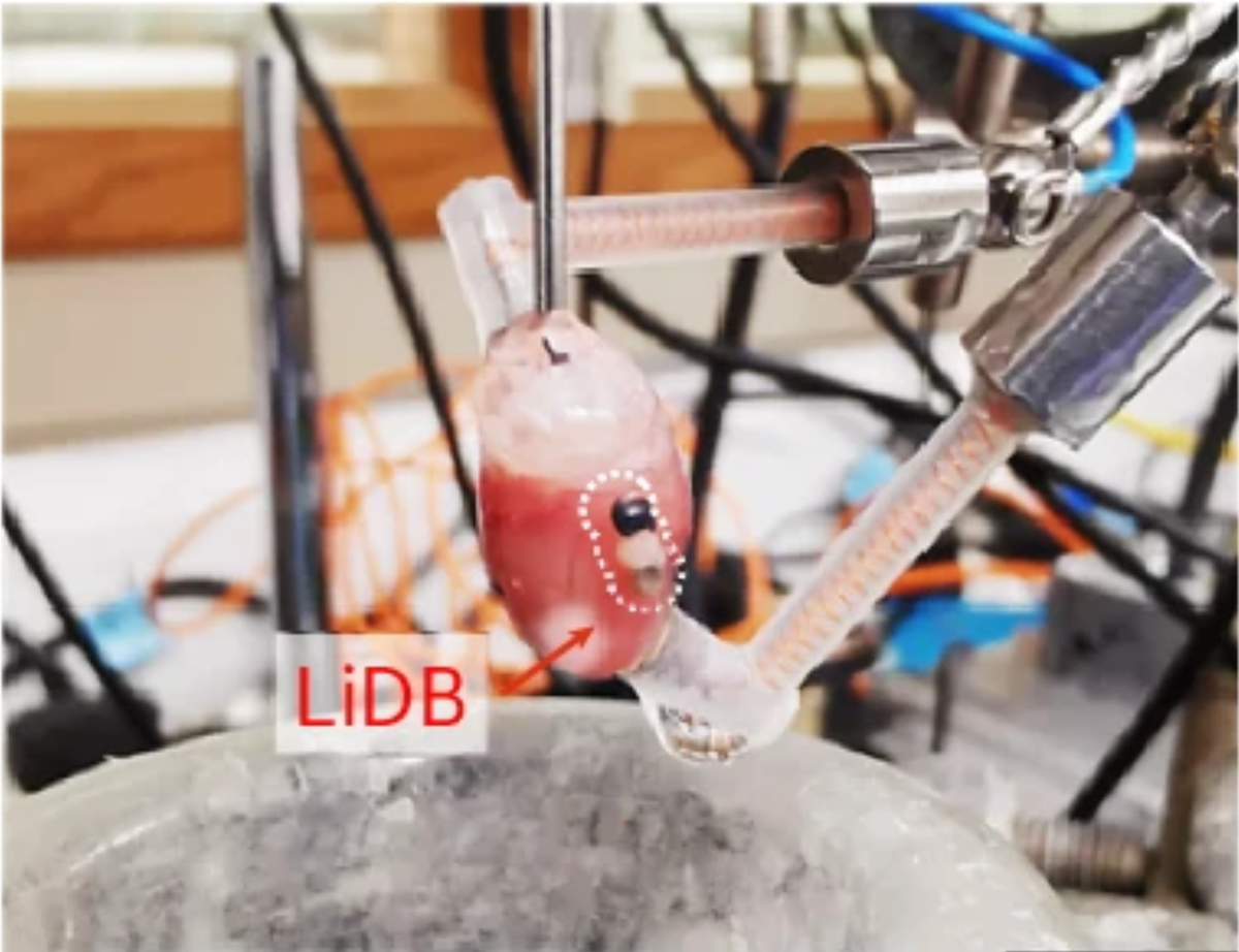 Smallest-ever, rechargeable, lithium battery powers living tissues and ...