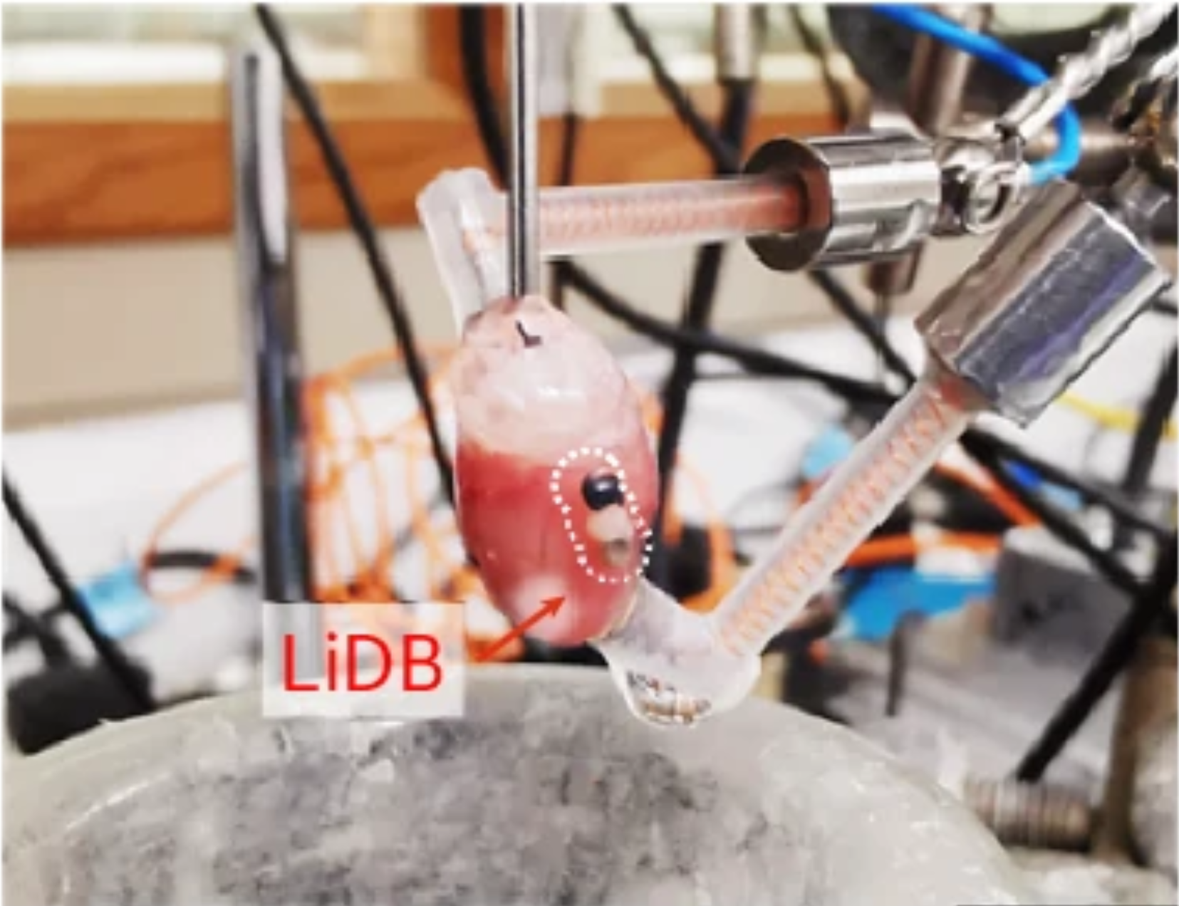 Smallest-ever, rechargeable, lithium battery powers living tissues and ...