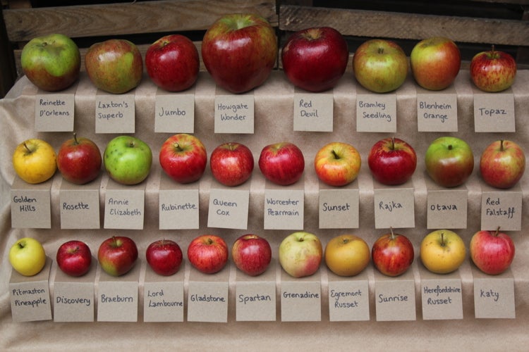 New study reveals the evolution of apples across 60 million years - The ...