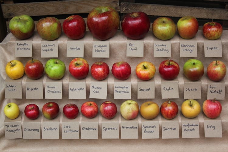 New study reveals the evolution of apples across 60 million years - The ...