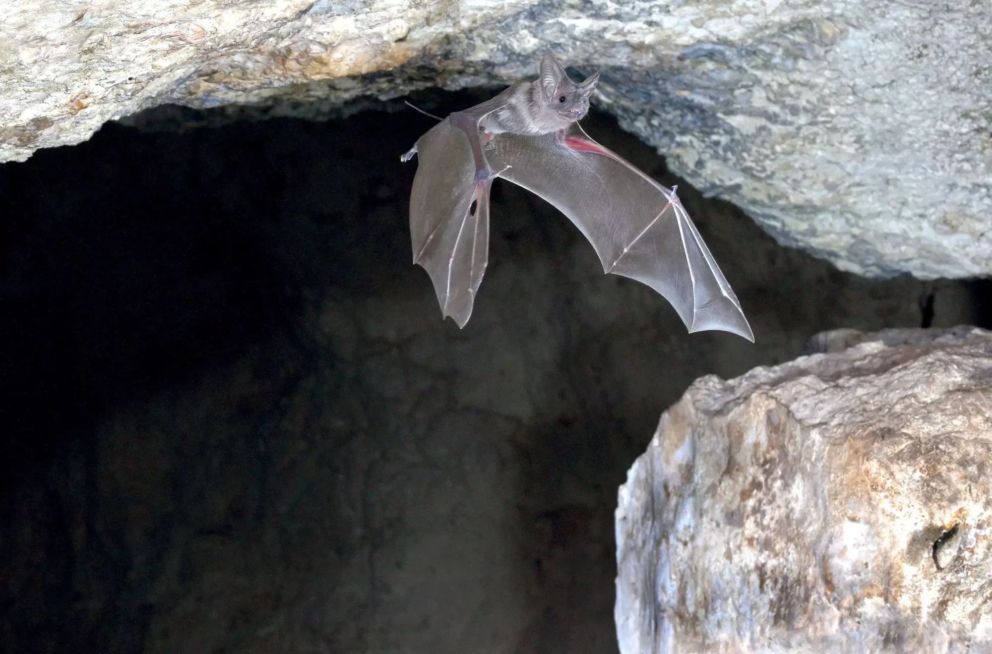 Scientists solve the mystery of bat echolocation - The Brighter Side of ...