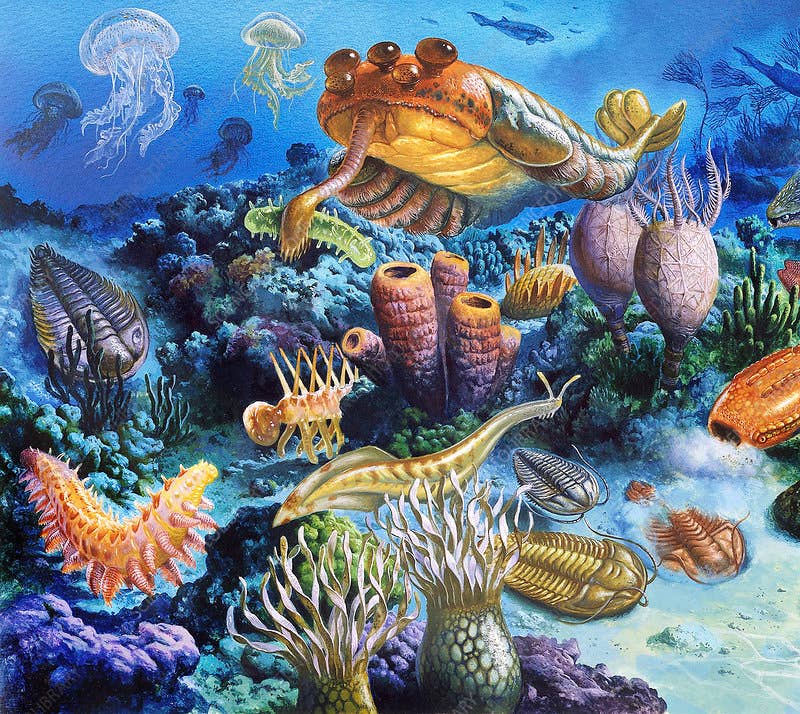 Ancient fossils reveal signs of a prehistoric arms race - The Brighter ...