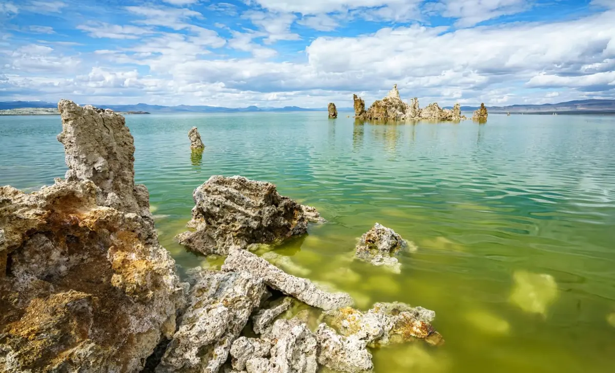 650 million year old creature found in California lake reveals how life ...