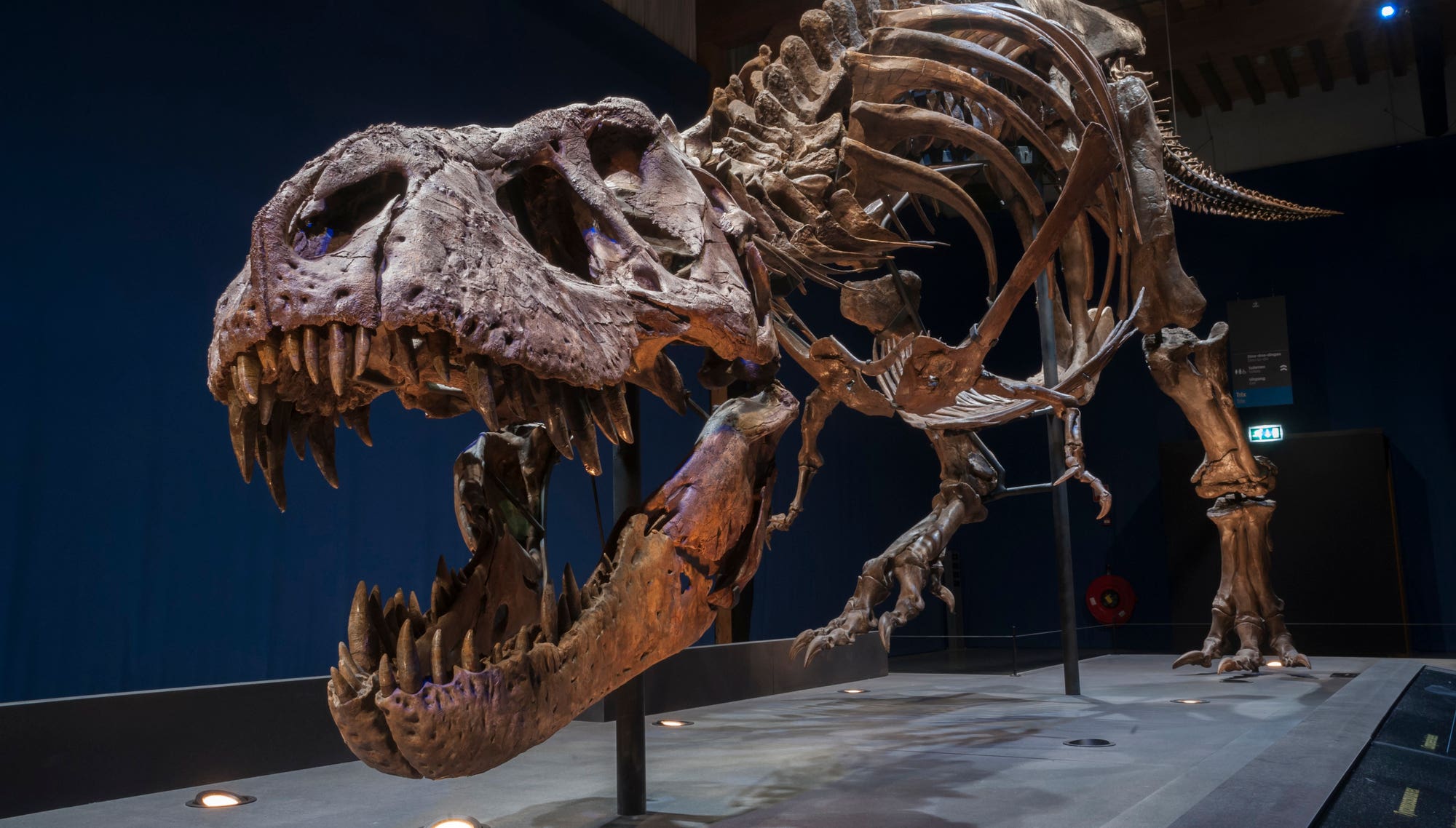 Dinosaur fossils could hold the cure to cancer, study finds - The Brighter Side of News