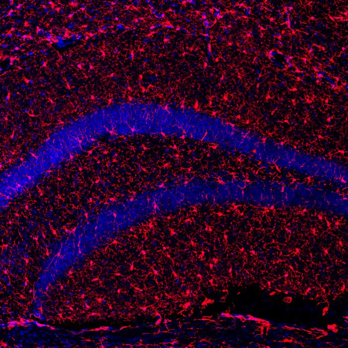 Breakthrough new protein could help people live longer and stay ...
