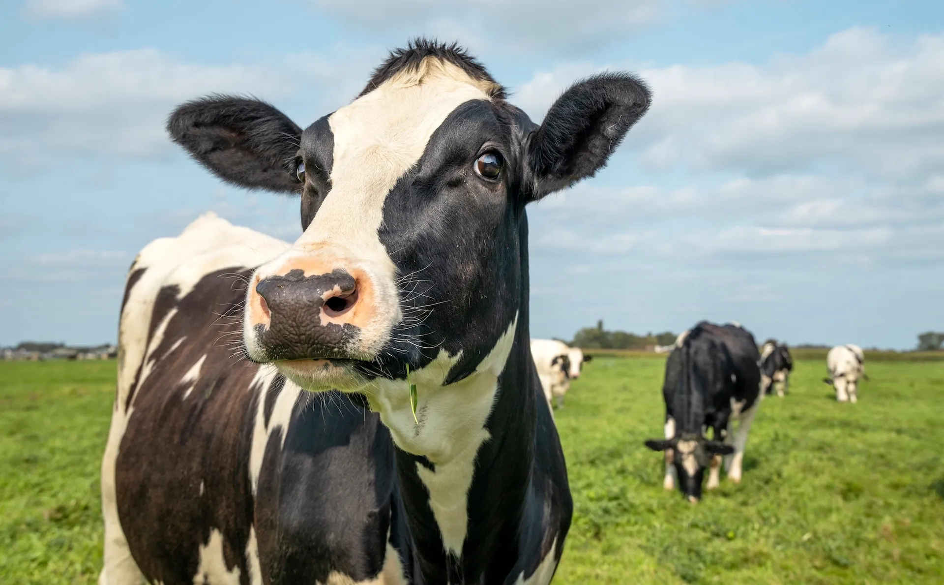 New flaxseed feed helps reduce methane in cow burps - The Brighter Side ...