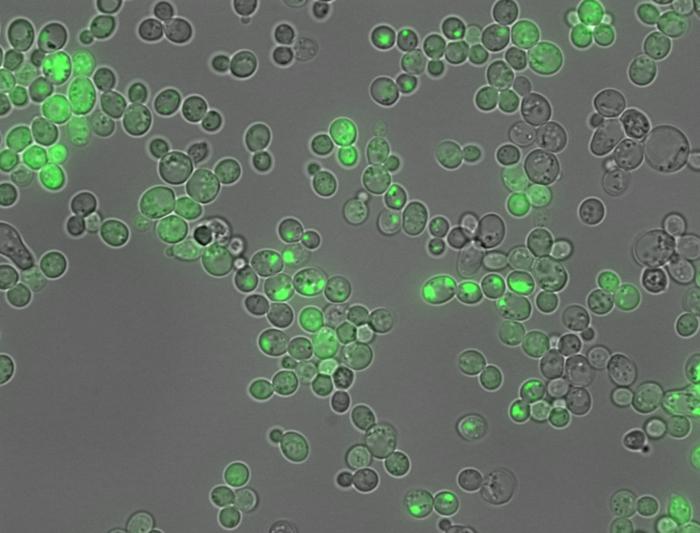 New AI tool revolutionizes the way scientists diagnose and treat ...