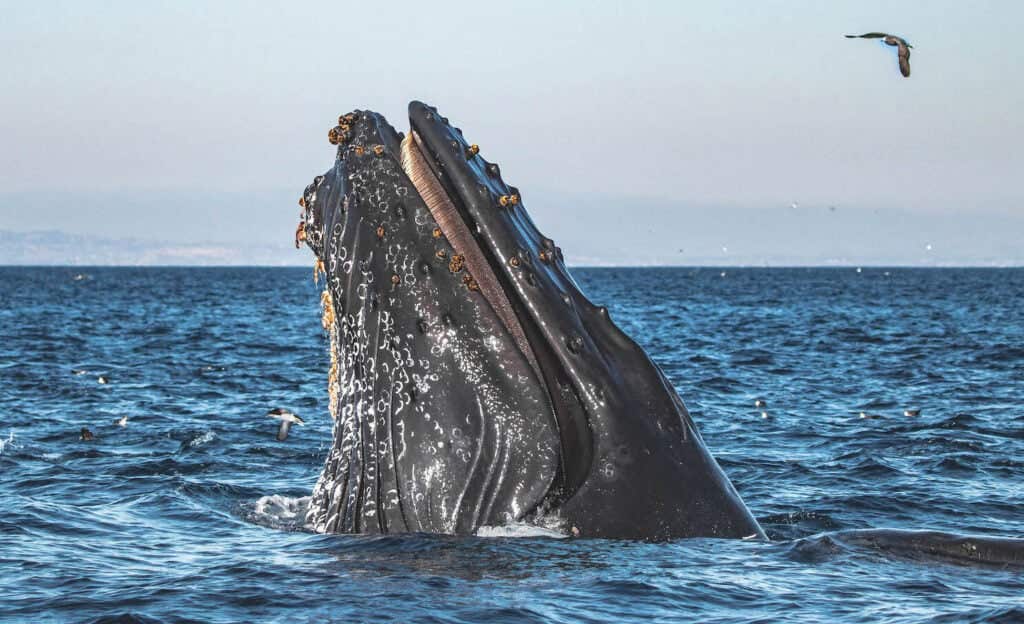 Whale bone tools from 20,000 years ago expose ancient coastal life ...