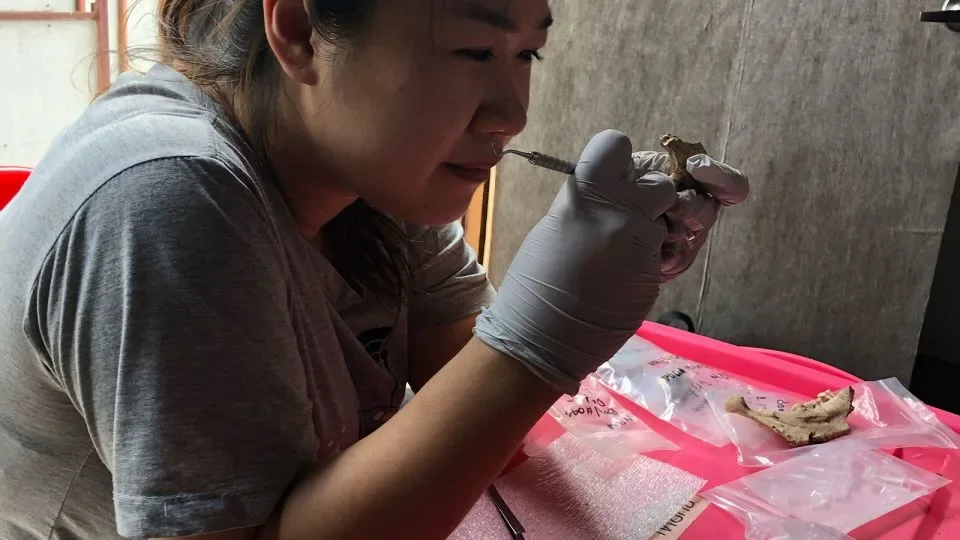 Ancient tooth fossil reveals humans have been getting high for over ...