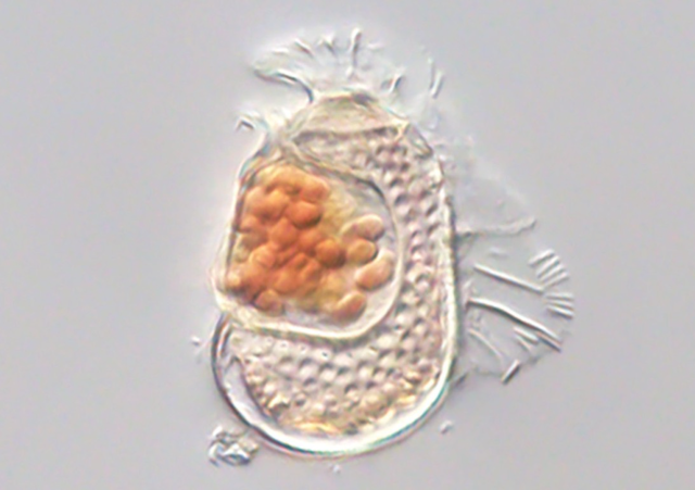 Lola cheeks in the car an extremely attractive female from