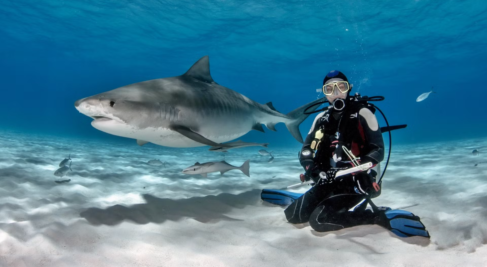 Australian scientists reveal the best shark bite prevention strategies ...