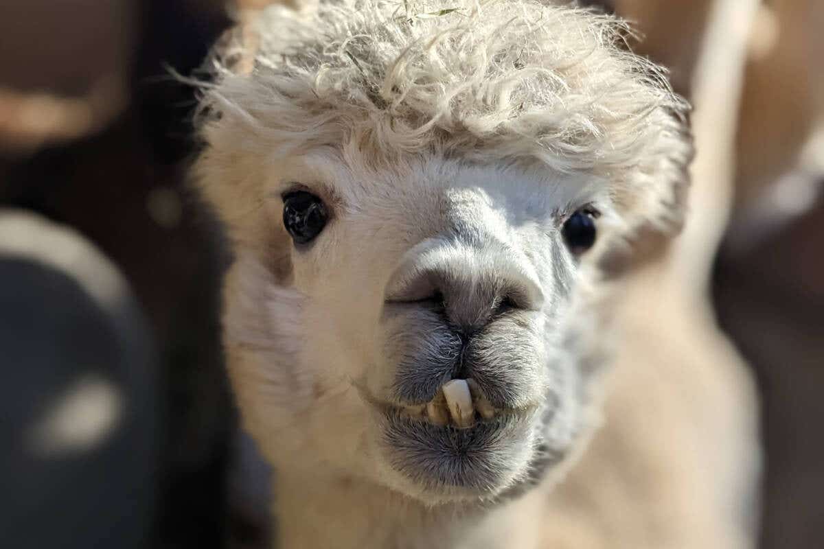 Tiny alpaca nanobody blocks two deadly human viruses, study finds - The Brighter Side of News