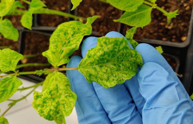 Common plant virus shows stunning results in targeting and destroying ...