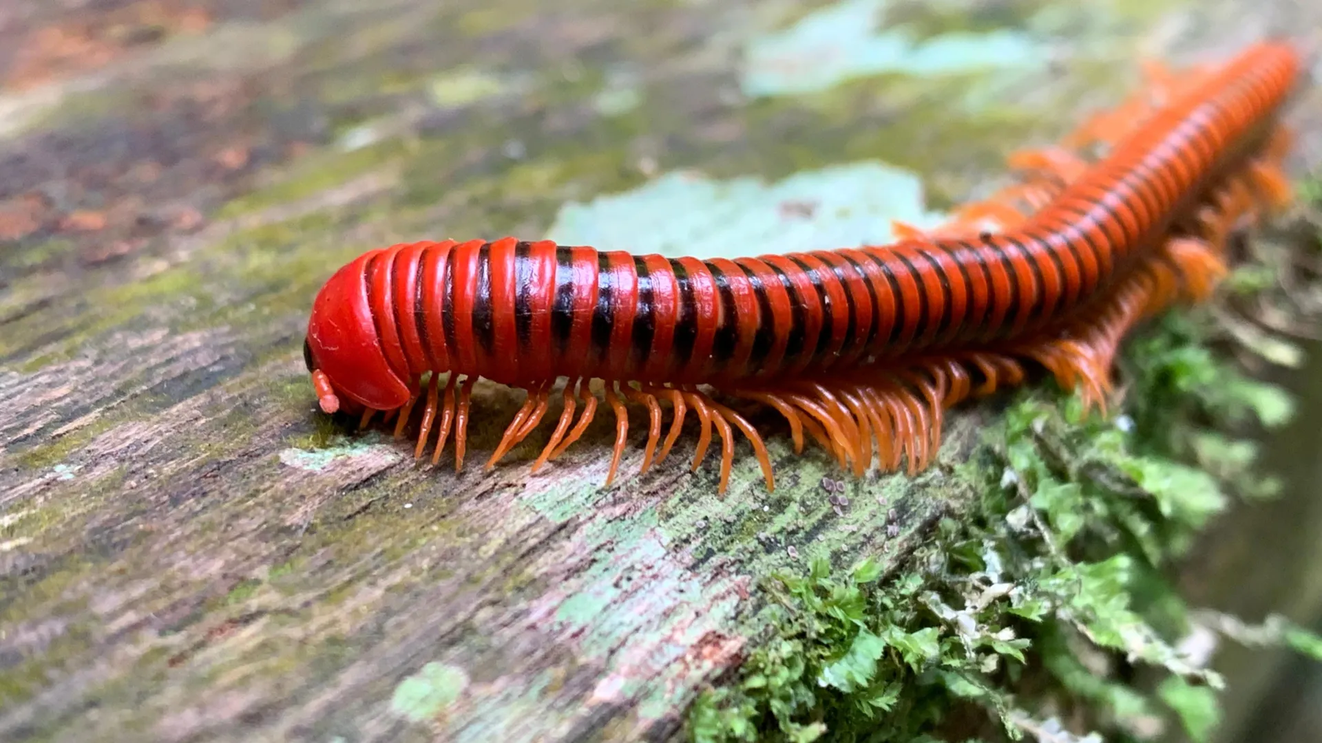Millipede chemistry could unlock the secret to defeating brain disease ...