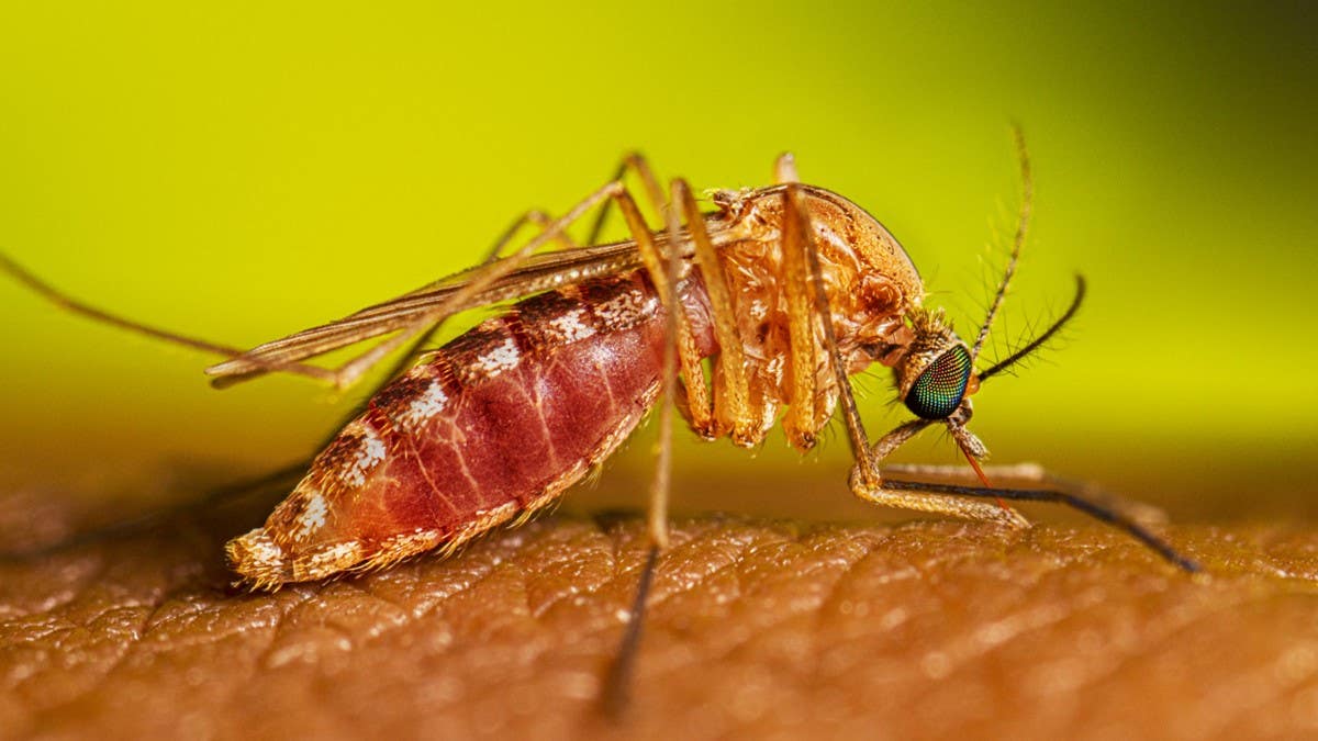 Scientists discover natural mosquito killer that could save hundreds of ...