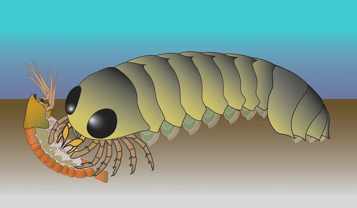 Ancient fossil reveals spiders and their relatives originated in the ...