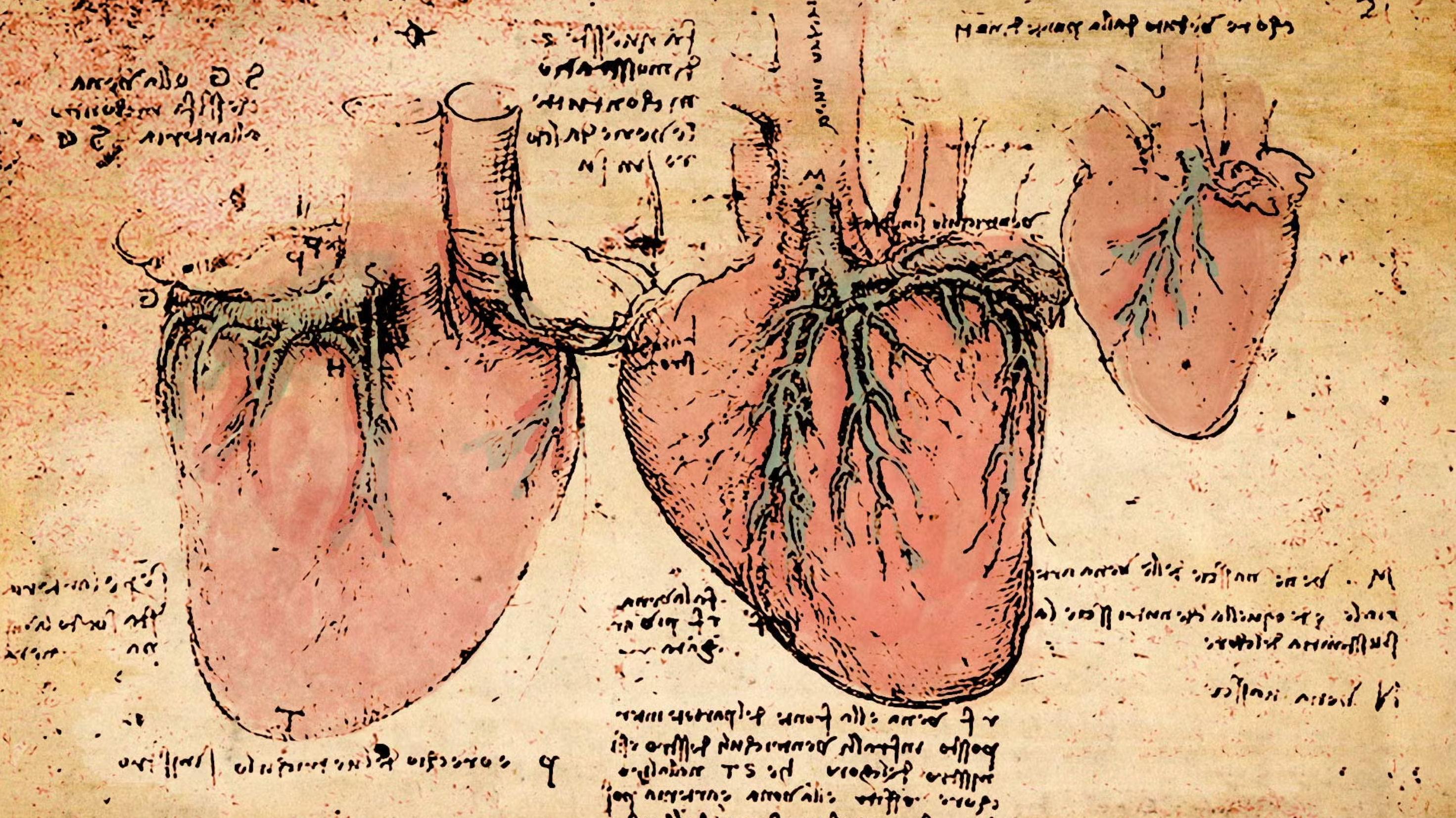 500 years later, scientists solve Leonardo da Vinci’s heart mystery ...