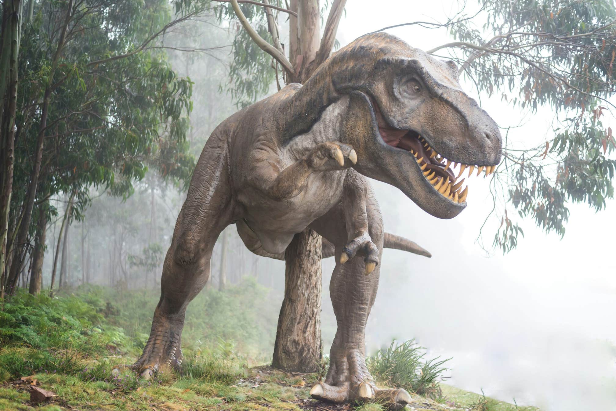 How did the T. rex’s bite force compare to the largest carnivorous ...