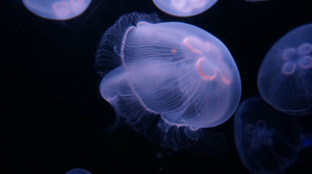 'Cyborg Jellyfish' could transform ocean research, study finds - The ...