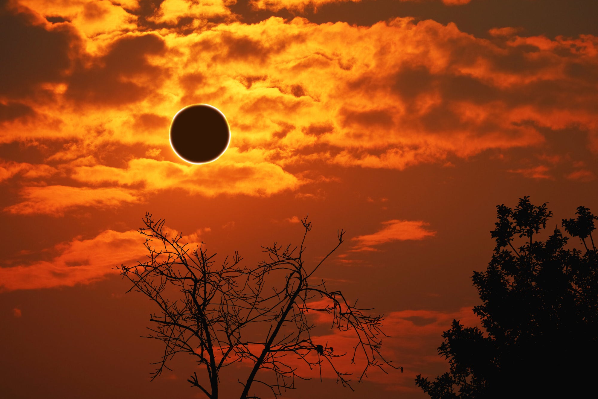 Trees anticipate and synchronize their behaviors to solar eclipses ...