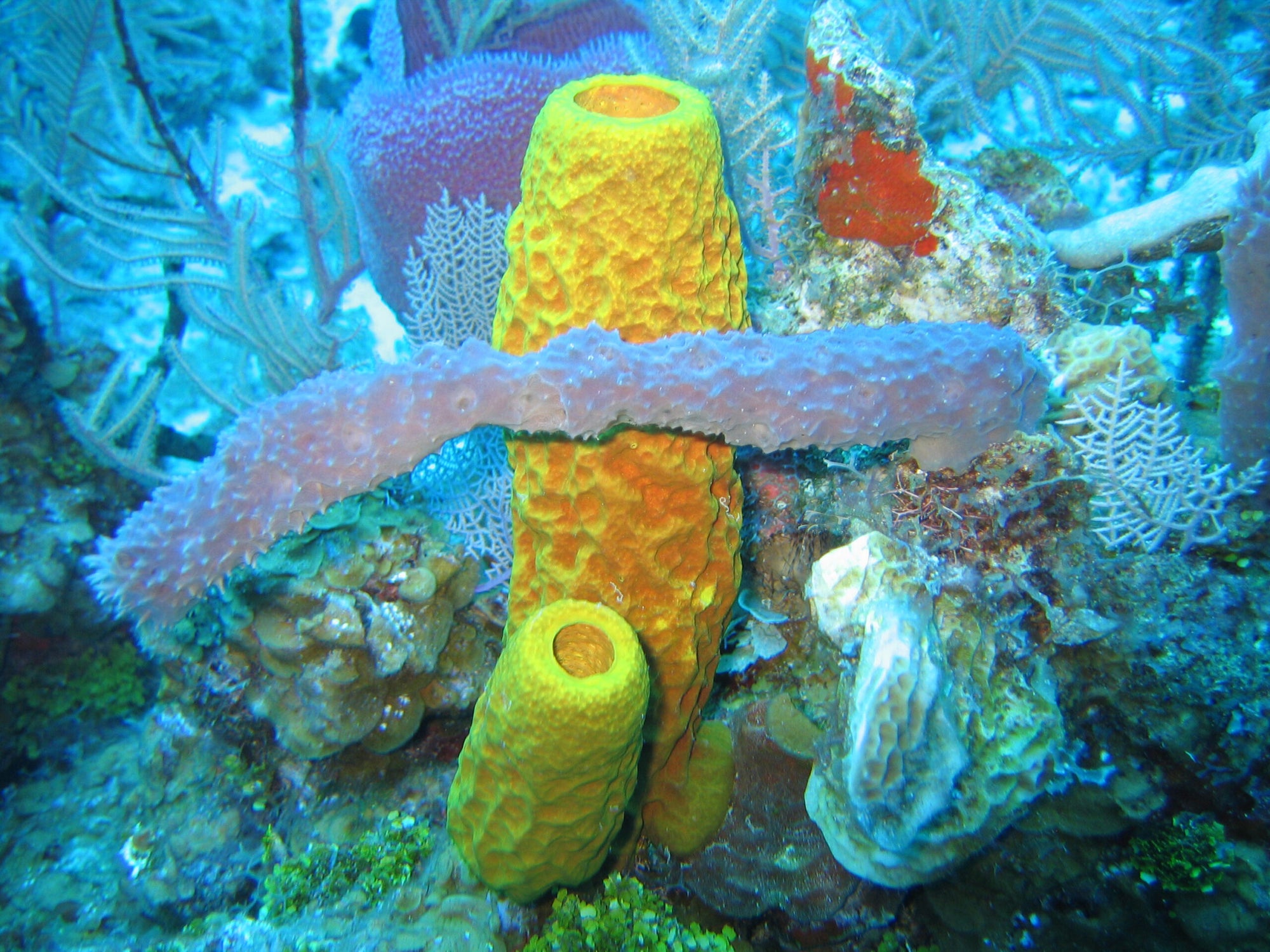 Earth's first animals may have been sea sponges, study finds - The ...