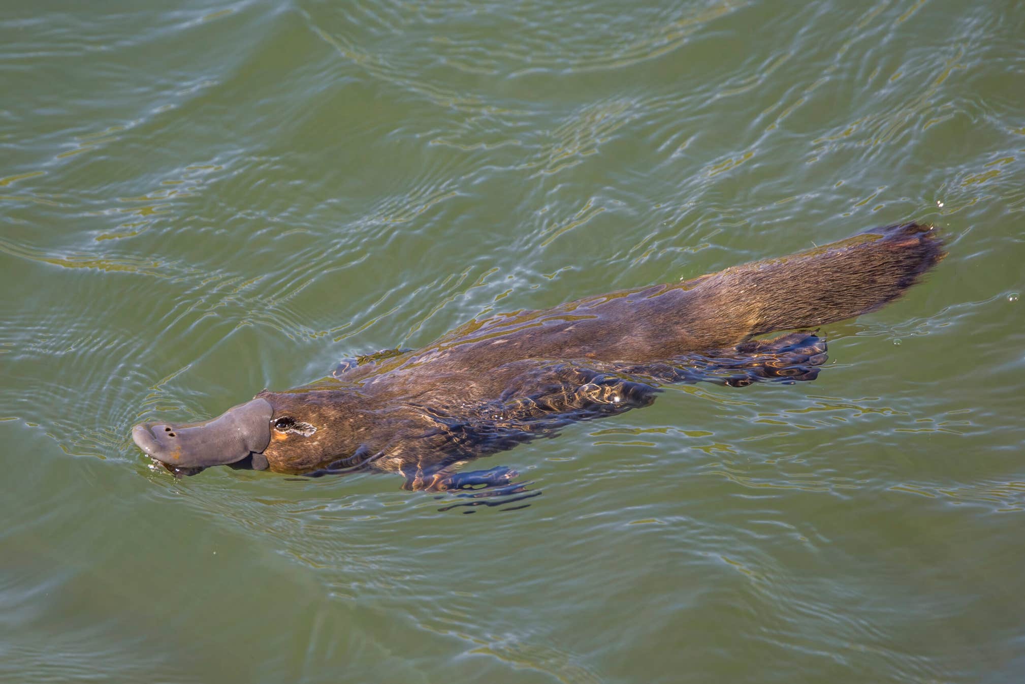 Fossil discovery reinvents story of echidna and platypus evolution ...