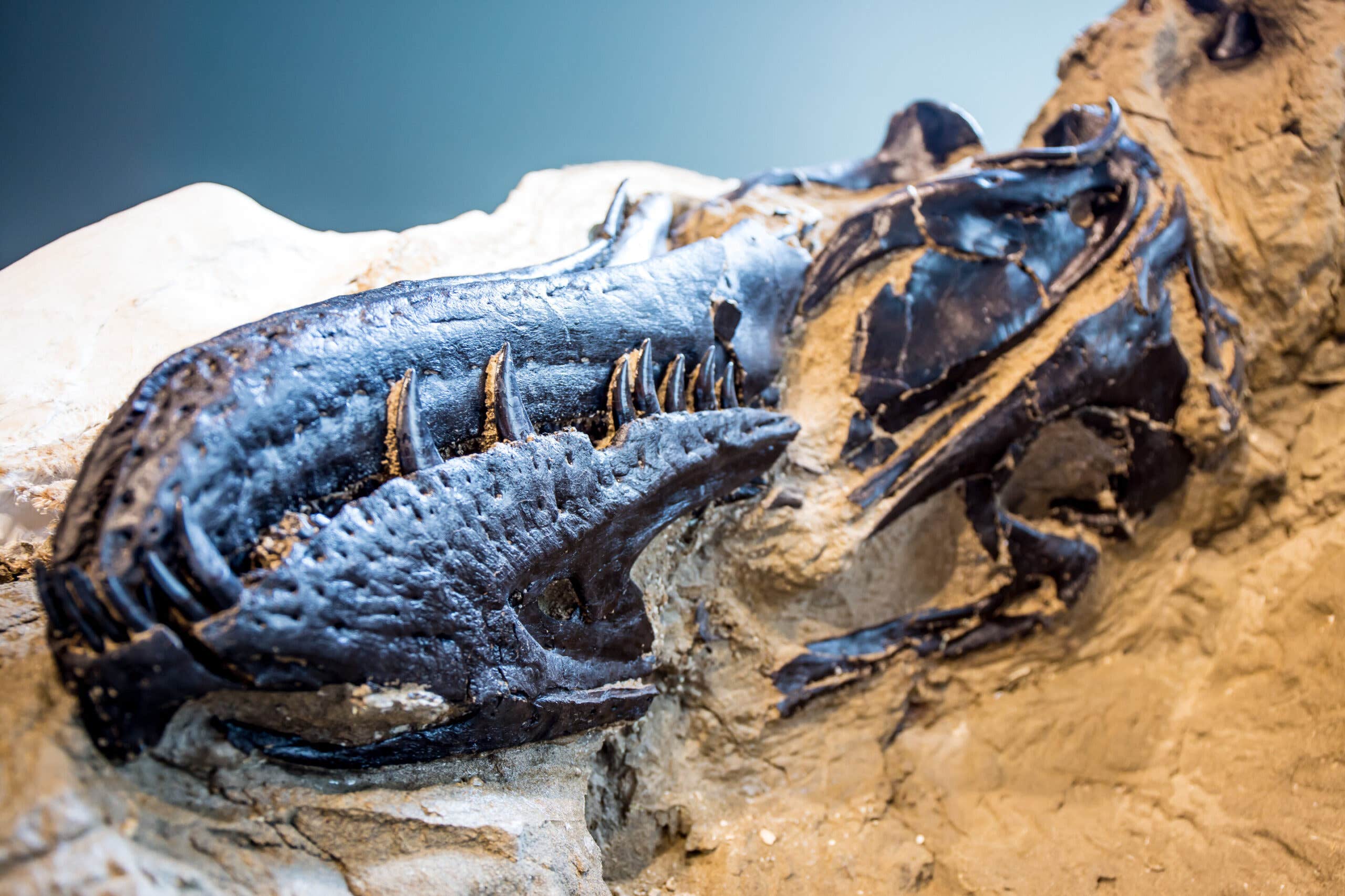Decades old T. rex debate ends with stunning discovery - The Brighter ...