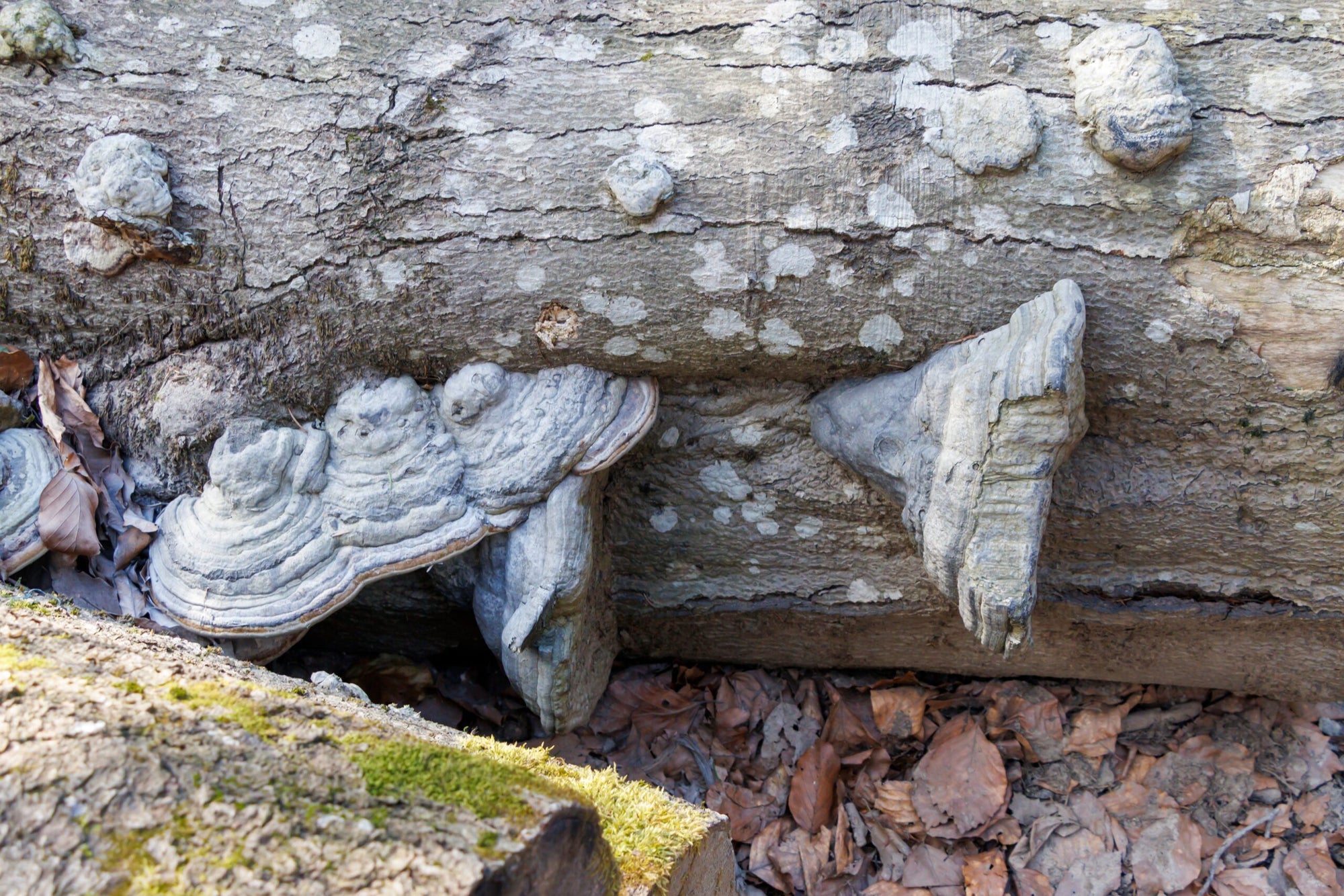 Fungi’s ancient origins: How they shaped life on Earth a billion years ...