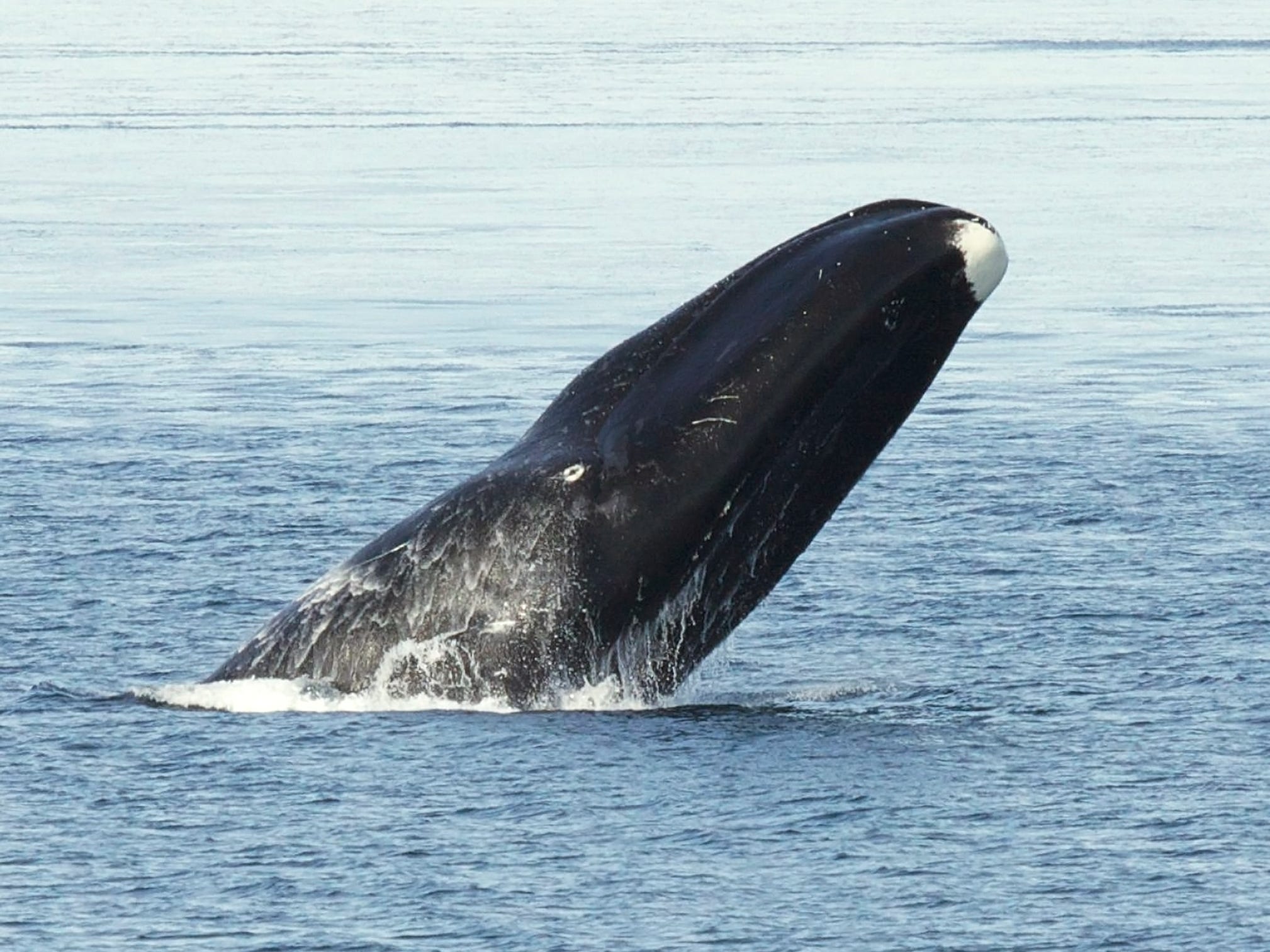 Bowhead whales may hold key to humans living for centuries - The ...