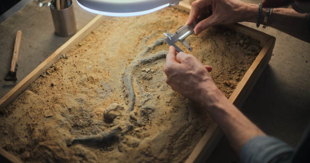 Incredible bonebed discovery finds large dinosaur fossils nearly ...