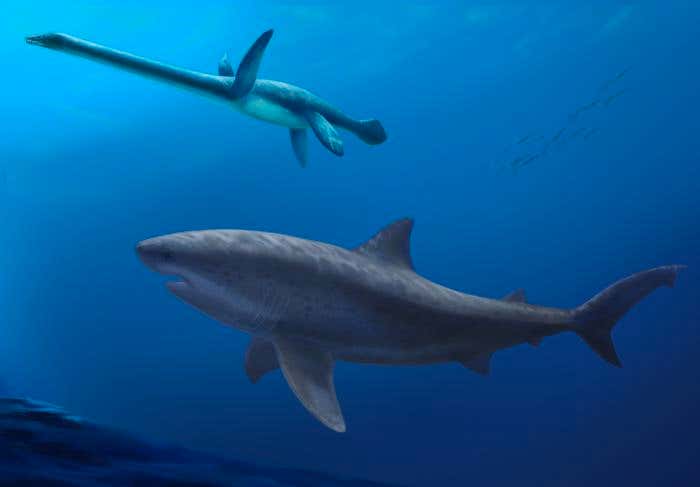 Fossils show giant sharks evolved far earlier than expected - The ...