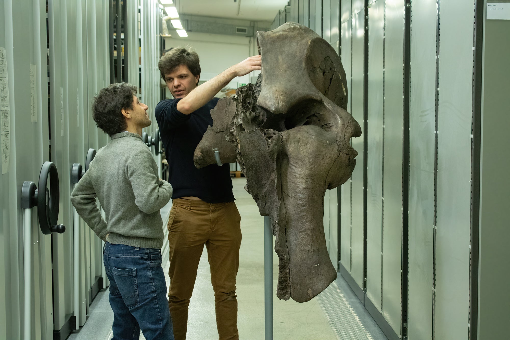 Fossil skulls reveal how well extinct mammals could smell - The ...