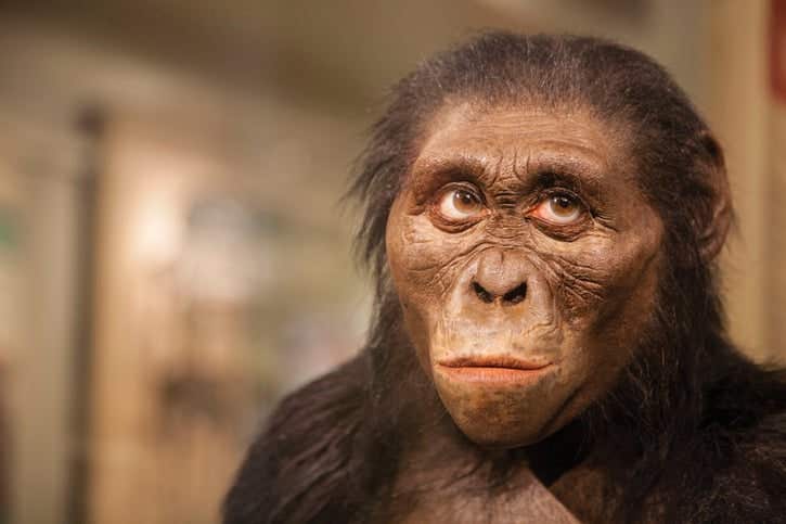 Two ancient cousins of Lucy walked on two legs in different ways - The ...