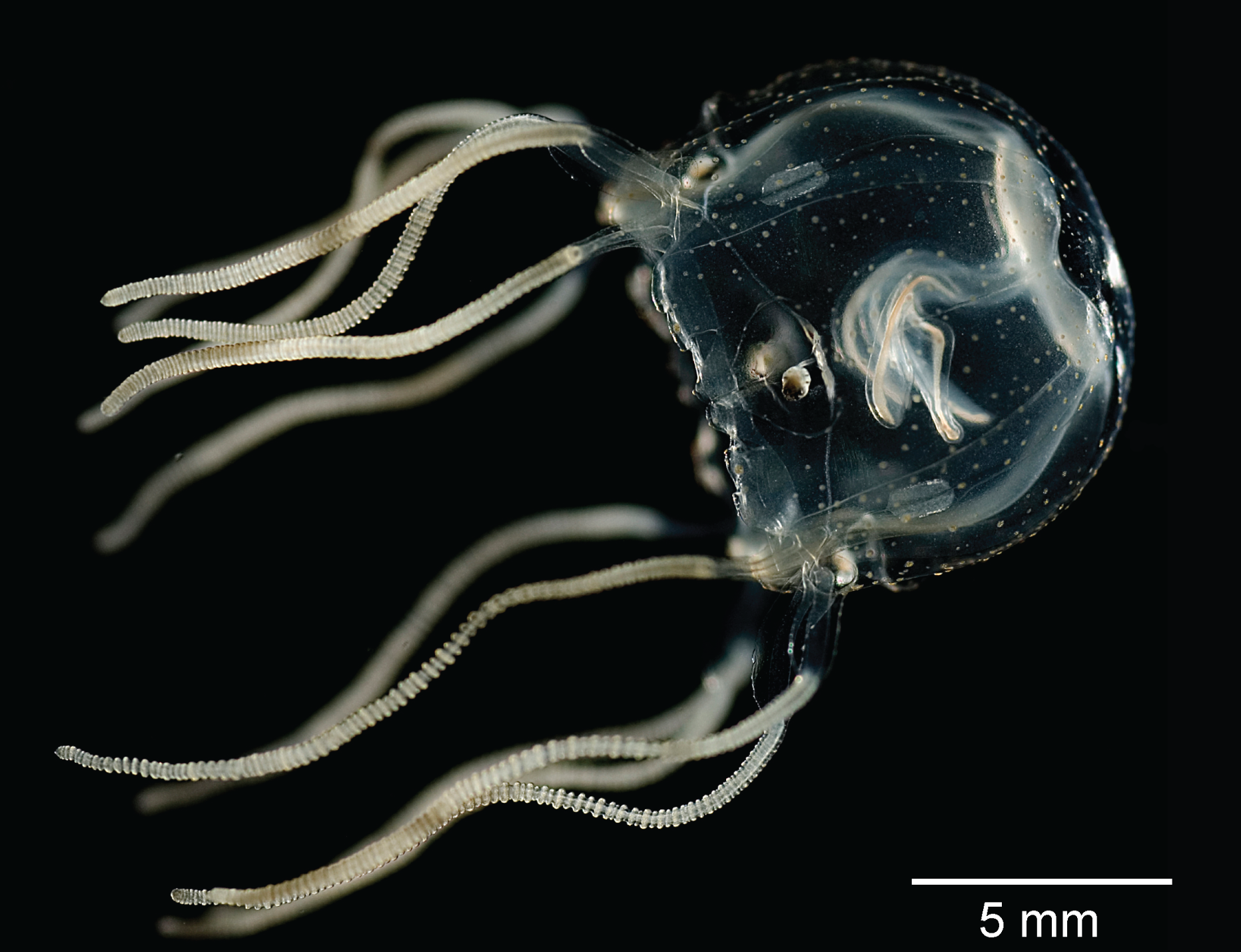 New box jellyfish species has 24 eyes and can see in all directions at ...