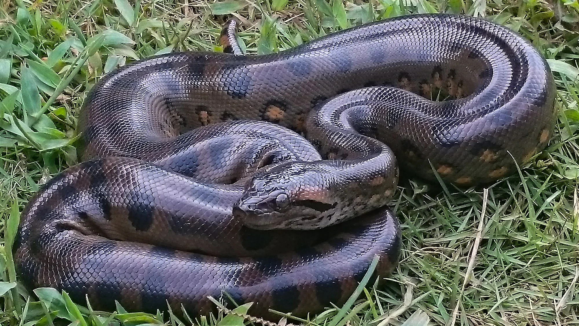 Anacondas became giants long before humans walked the Earth - The ...