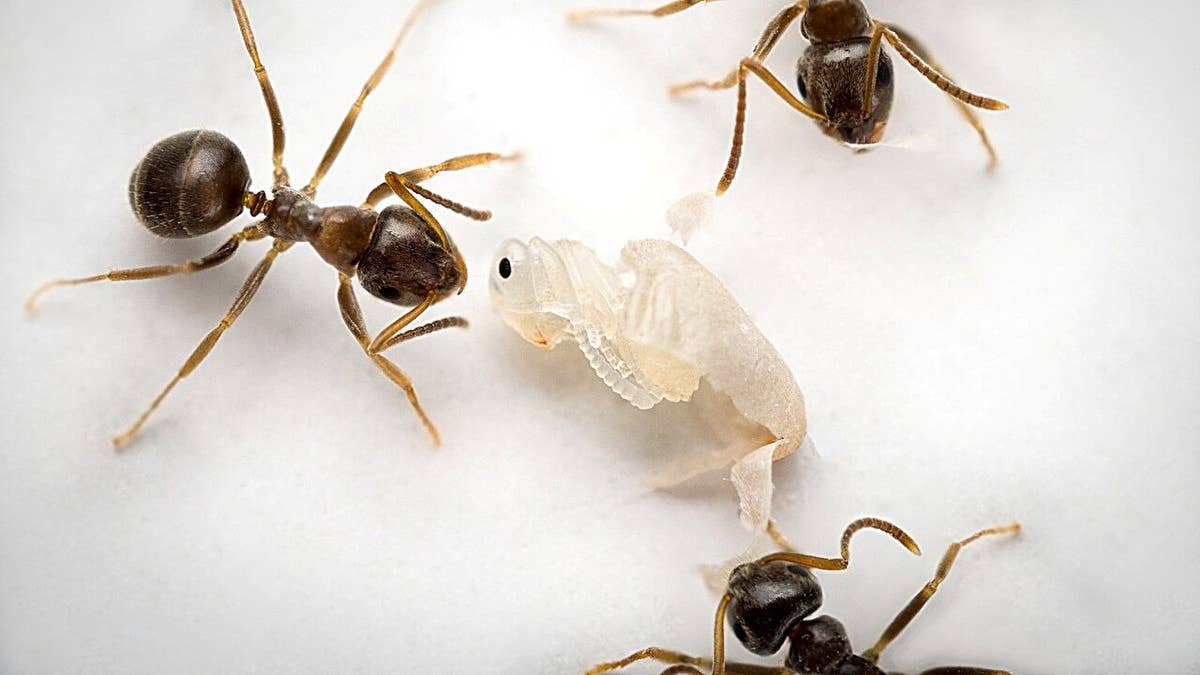 Dying for the nest: Sick ants choose the colony over life - The ...