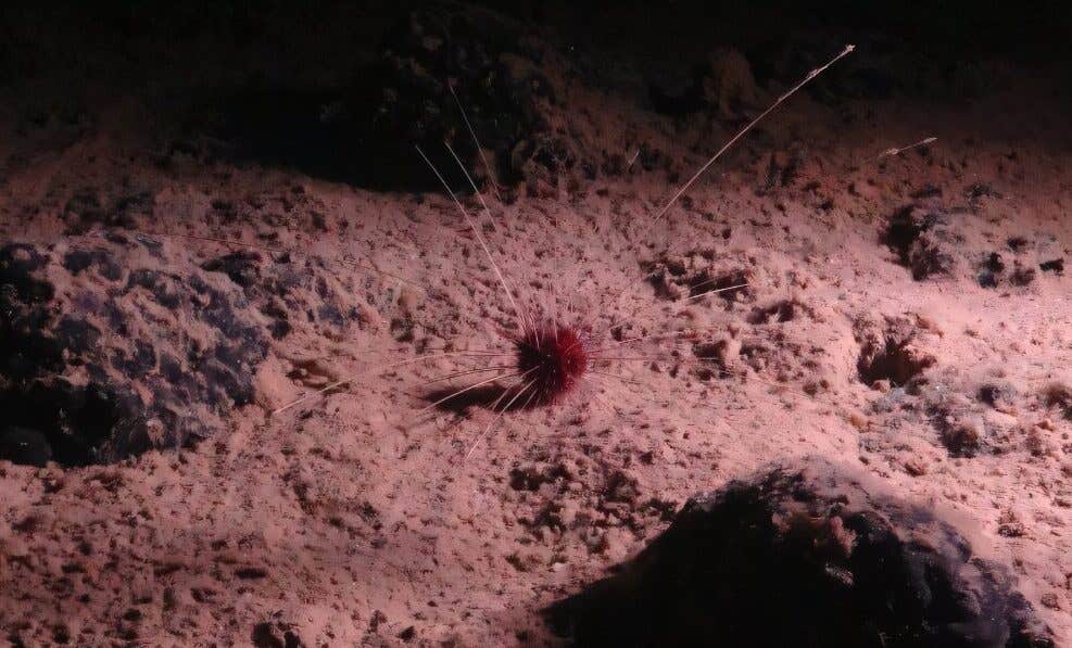 Dark oxygen discovery in the deep ocean sparks debate over life’s ...