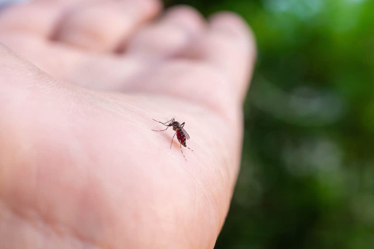 Color-coded mosquitoes safely enables male-only releases to combat ...