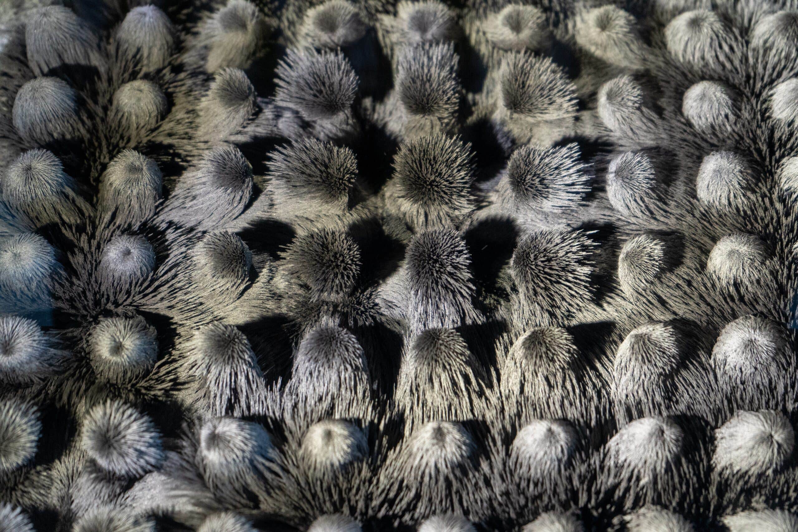 First-ever 'grumpy' fish species discovered in the Red Sea - The ...