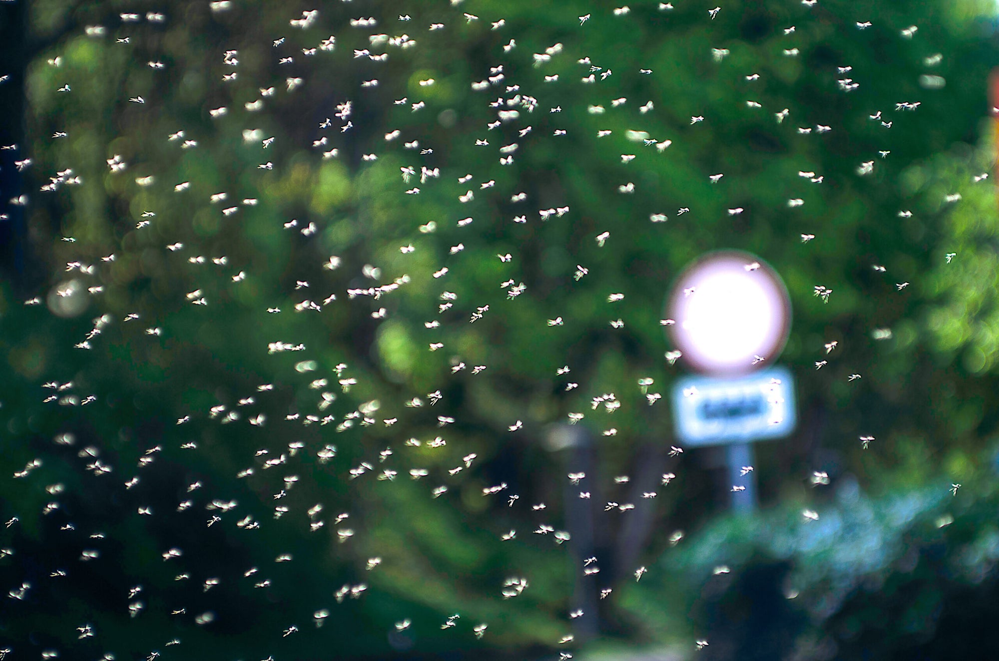 Scientists reveal the staggering number of insects flying in the sky ...