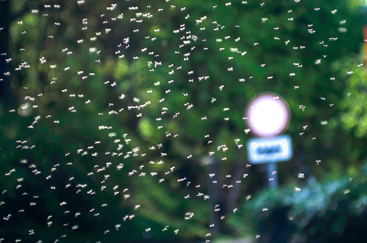 Scientists reveal the staggering number of insects flying in the sky ...