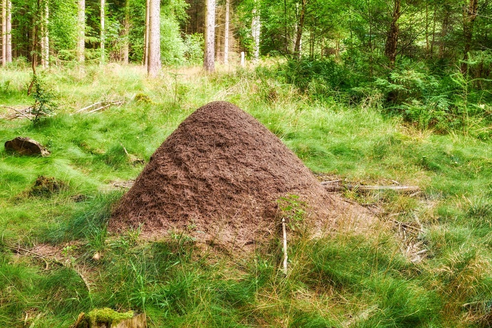 How ants gave up armor to build some of the largest societies on Earth ...