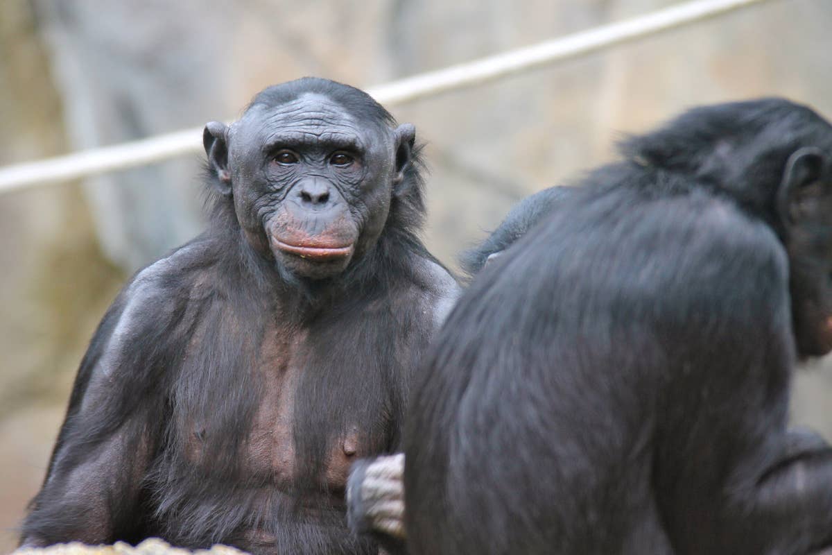 Ape's pretend tea party challenges long-held beliefs about animal ...